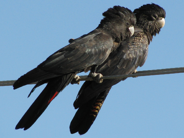 Birdwatching in Australia Occidentale & Kimberley con Ornitour