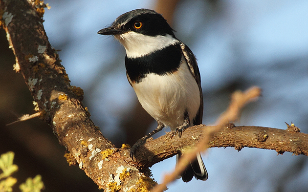 Birdwatching in Etiopia con Ornitour
