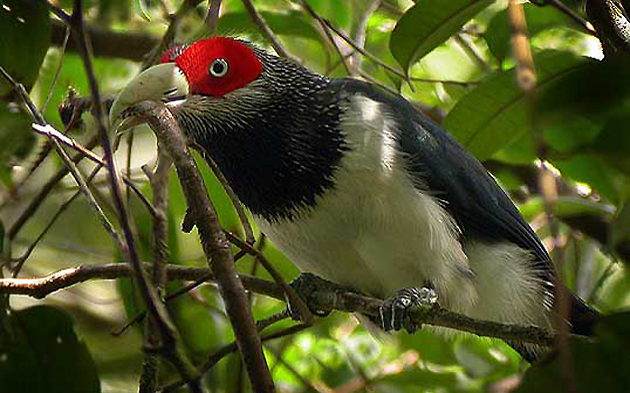 Birdwatching in Sri Lanka con Ornitour